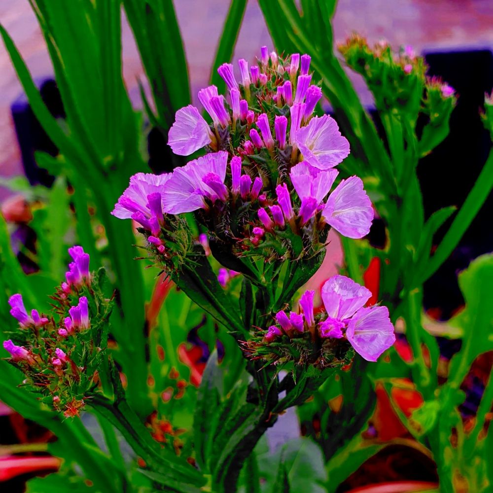 Meerlavendel (Limonium perezii) China Red® | Lichtnelke Pflanzenversand