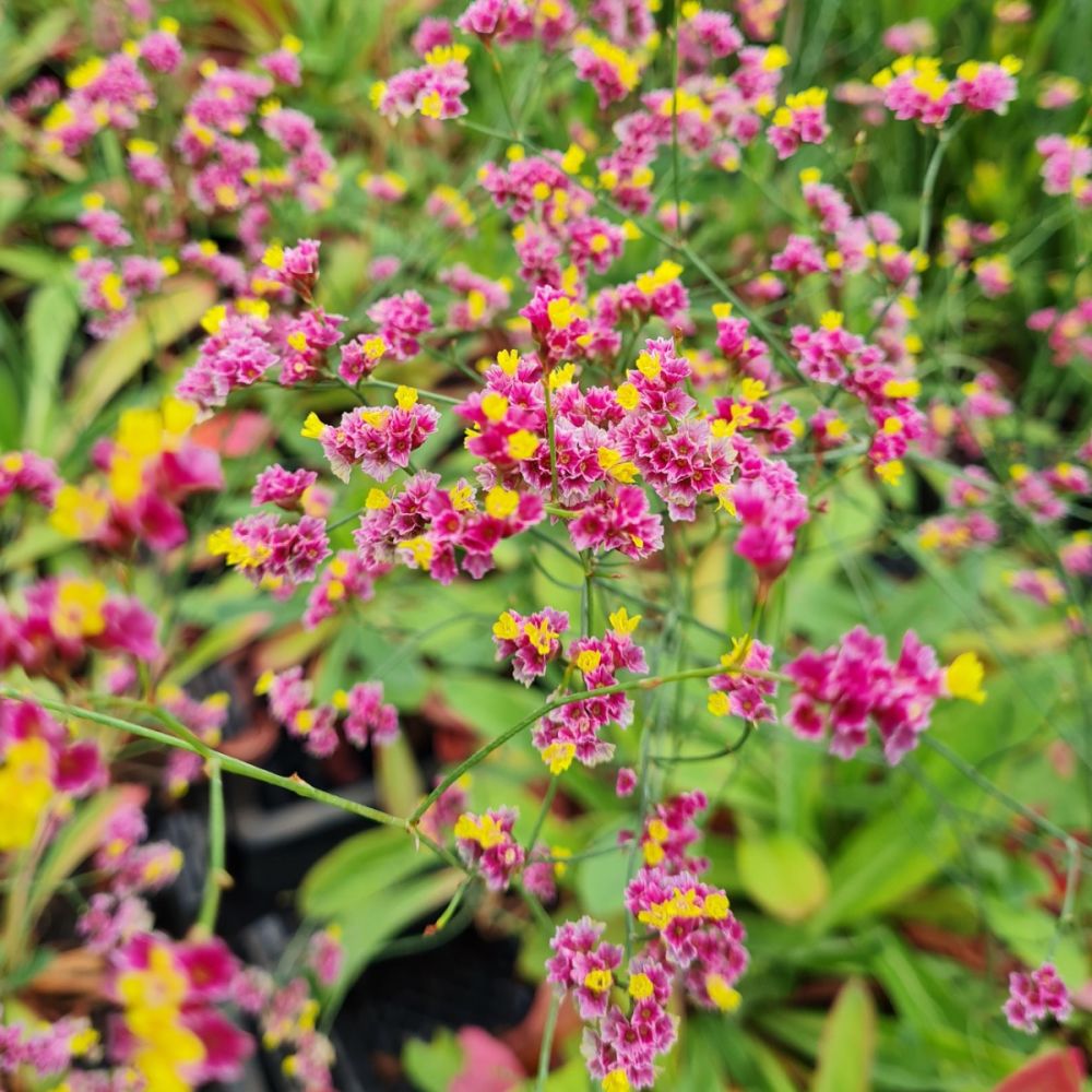Meerlavendel (Limonium perezii) China Red® | Lichtnelke Pflanzenversand