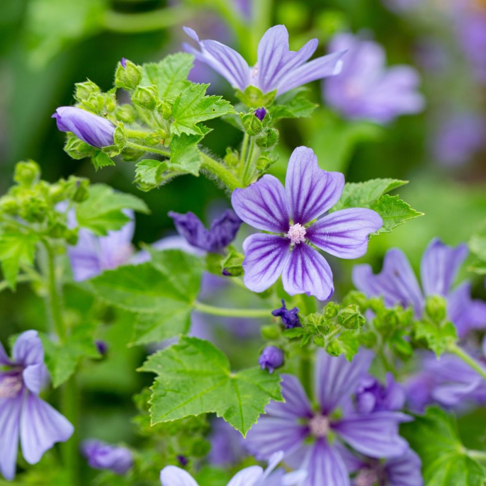 Wilde Malve (Malva sylvestris) Primley Blue | Lichtnelke Pflanzenversand