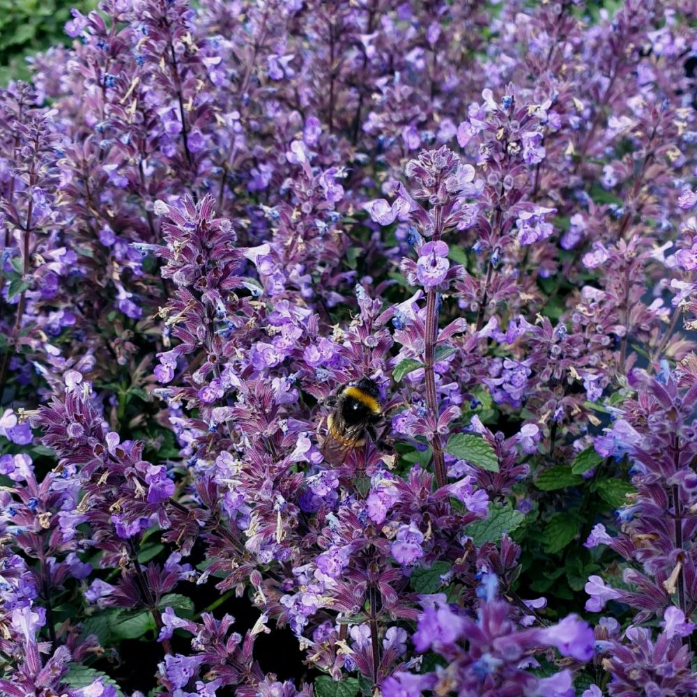 Katzenminze (Nepeta) Purrsian Blue | Lichtnelke Pflanzenversand