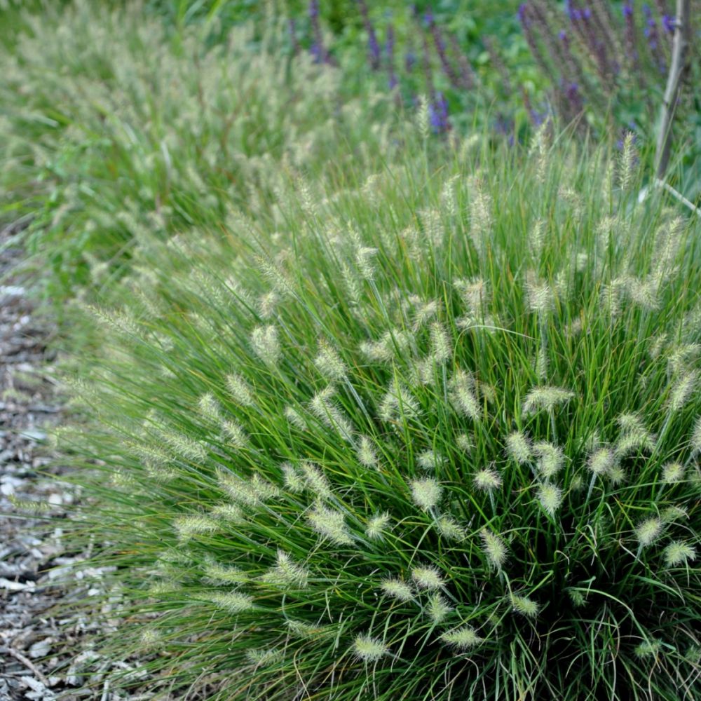 Zwerg-Lampenputzergras (Pennisetum alopecuroides) Little Bunny ...