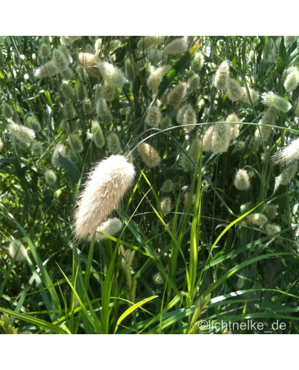 Zwerg-Lampenputzergras (Pennisetum alopecuroides) Little Bunny ...