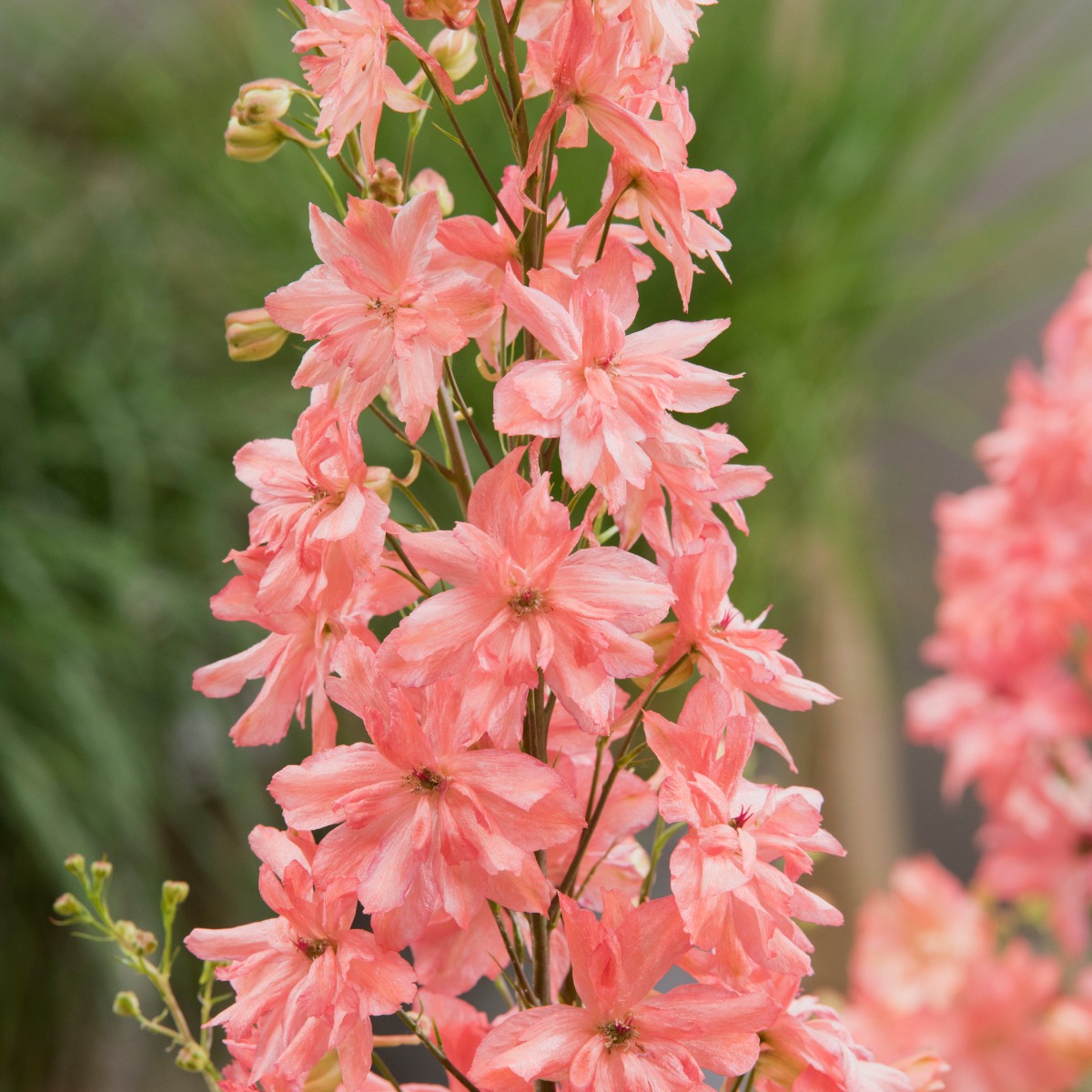 Rittersporn (Delphinium x cultorum) Princess Caroline | Lichtnelke Pflanzenversand