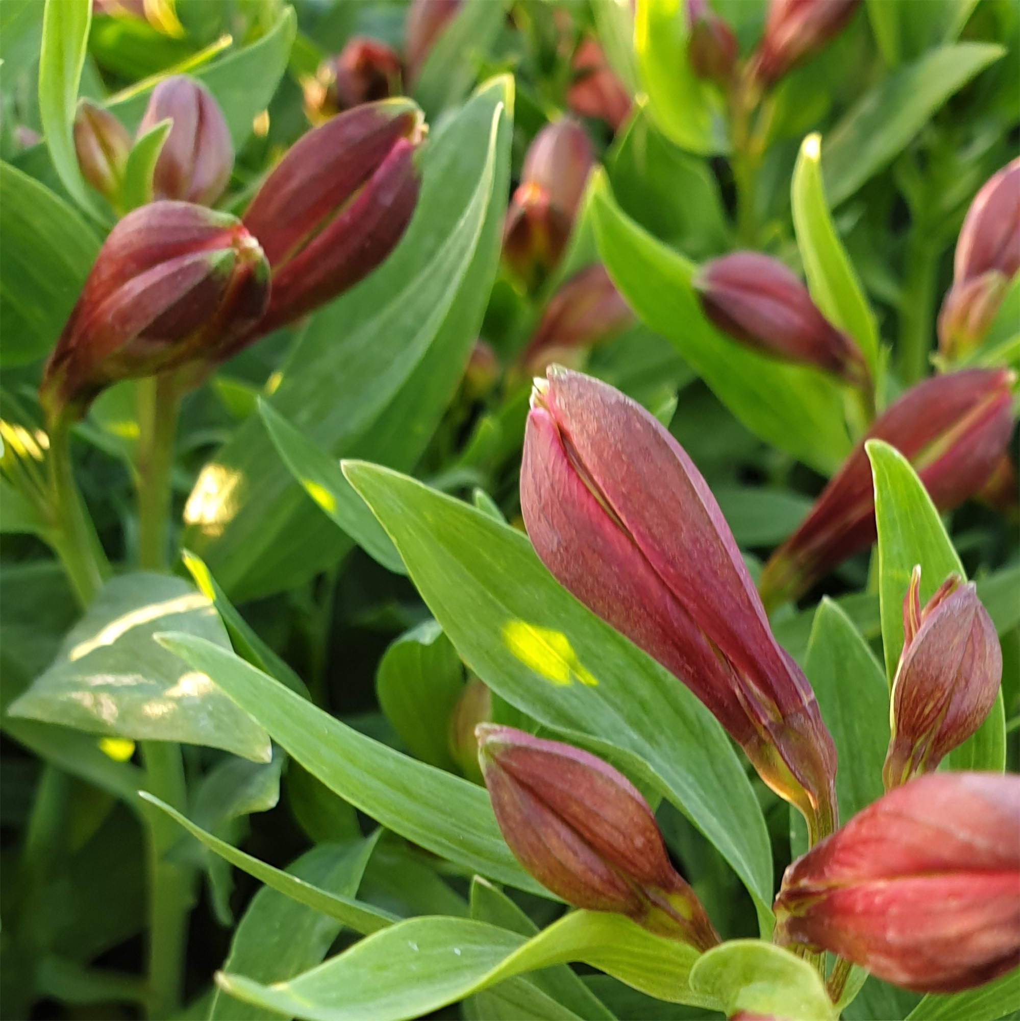 Inkalilie (Alstroemeria hybrid) Colorita® Eliane ORANGE | Lichtnelke ...