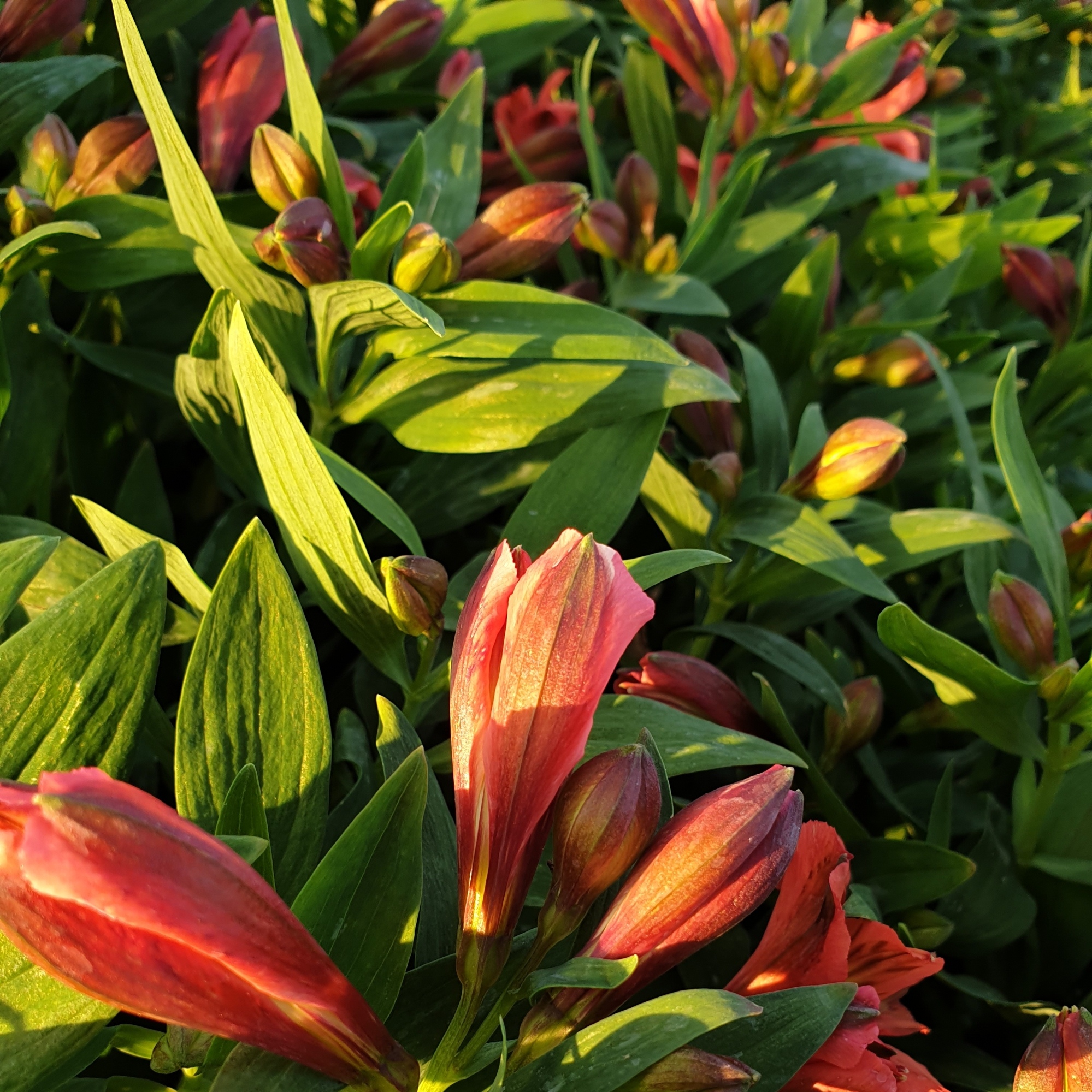 Inkalilie (Alstroemeria hybrid) Colorita® Eliane ORANGE | Lichtnelke ...