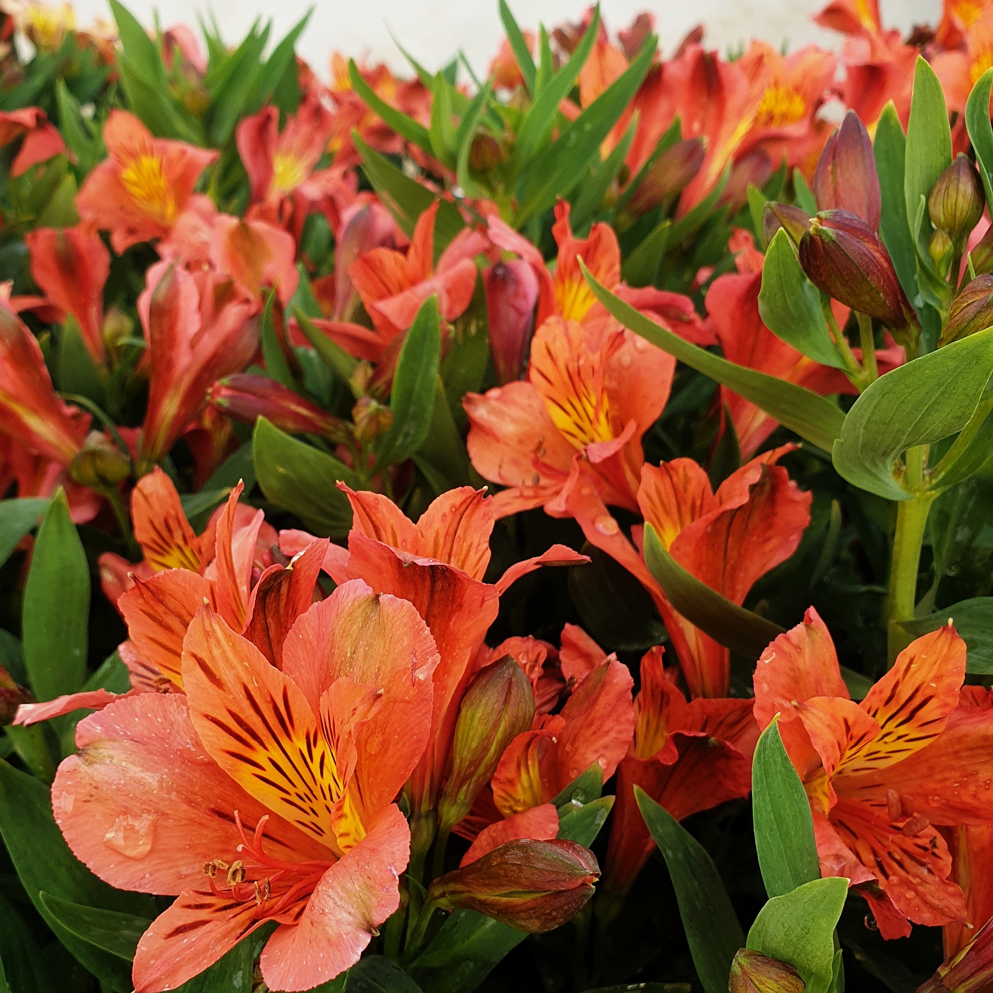 Inkalilie (Alstroemeria hybrid) Colorita® Eliane ORANGE | Lichtnelke ...