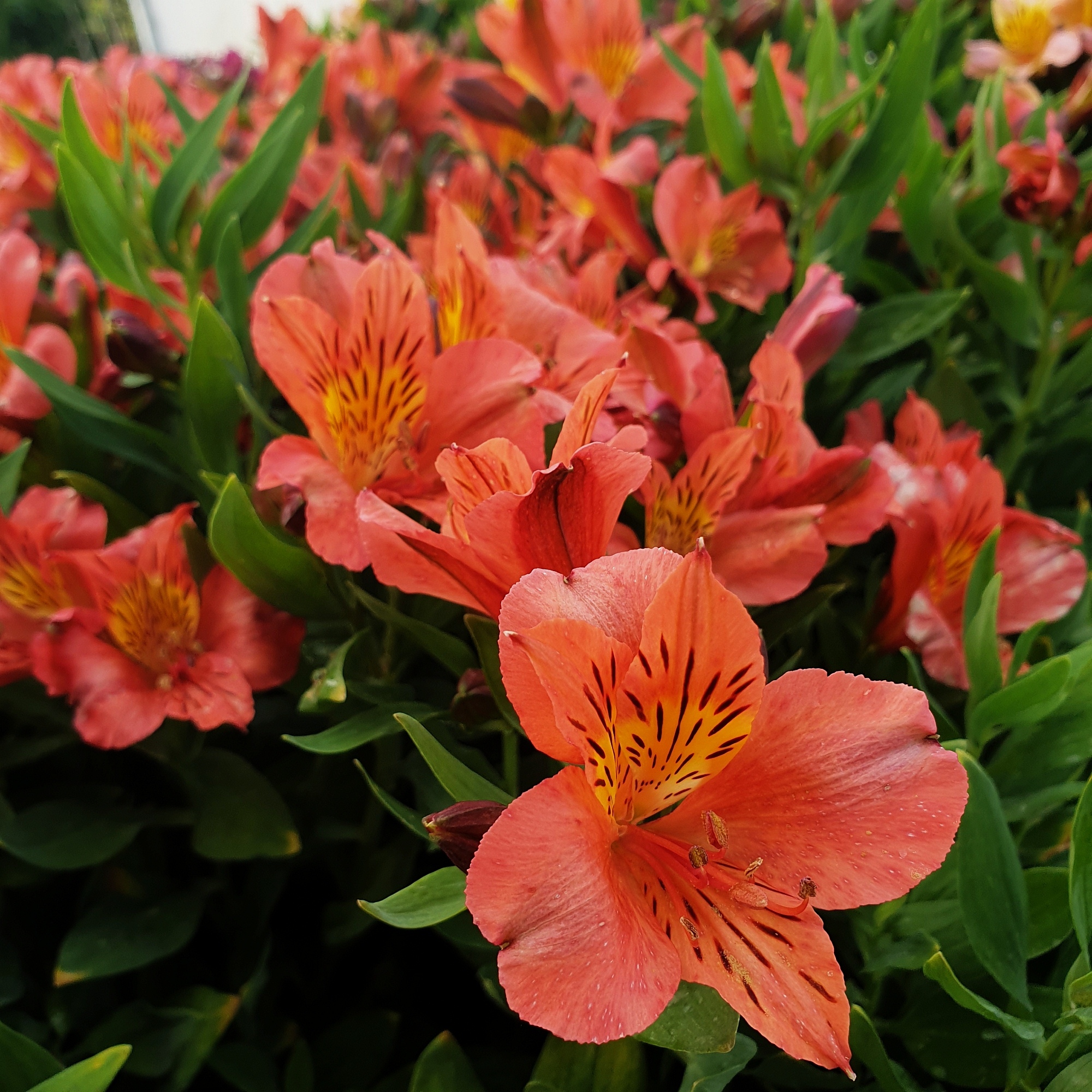 Inkalilie (Alstroemeria hybrid) Colorita® Eliane ORANGE | Lichtnelke ...
