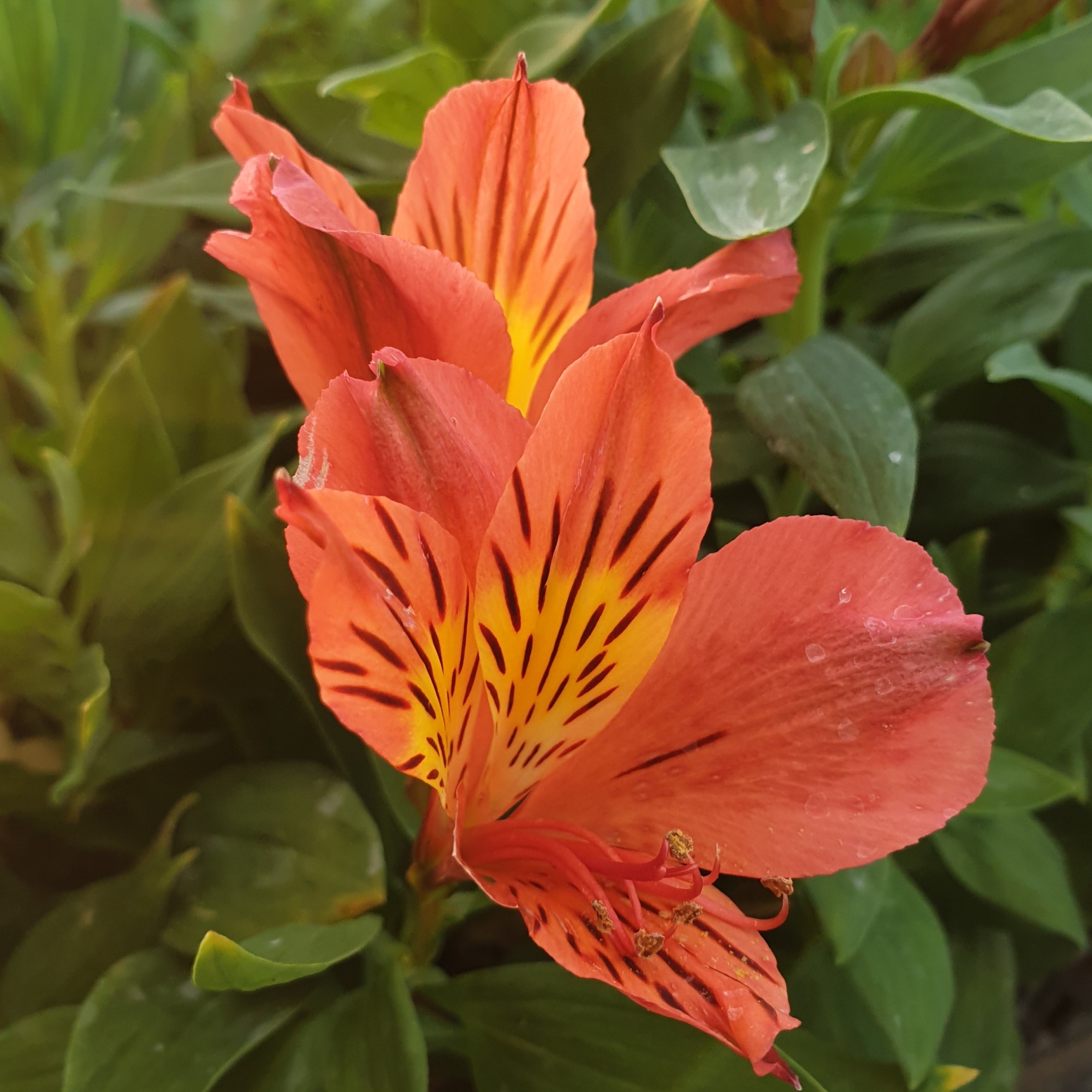 Inkalilie (Alstroemeria hybrid) Colorita® Eliane ORANGE | Lichtnelke ...