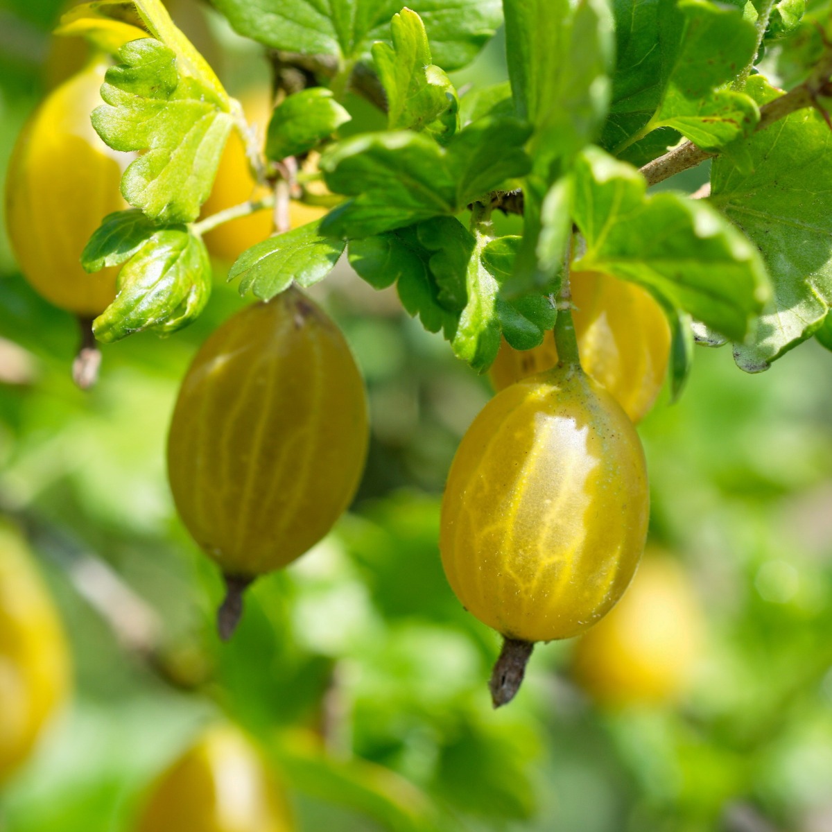 Gelbe Stachelbeere (Ribes uva crispa) GIGGLES Gold | Lichtnelke ...