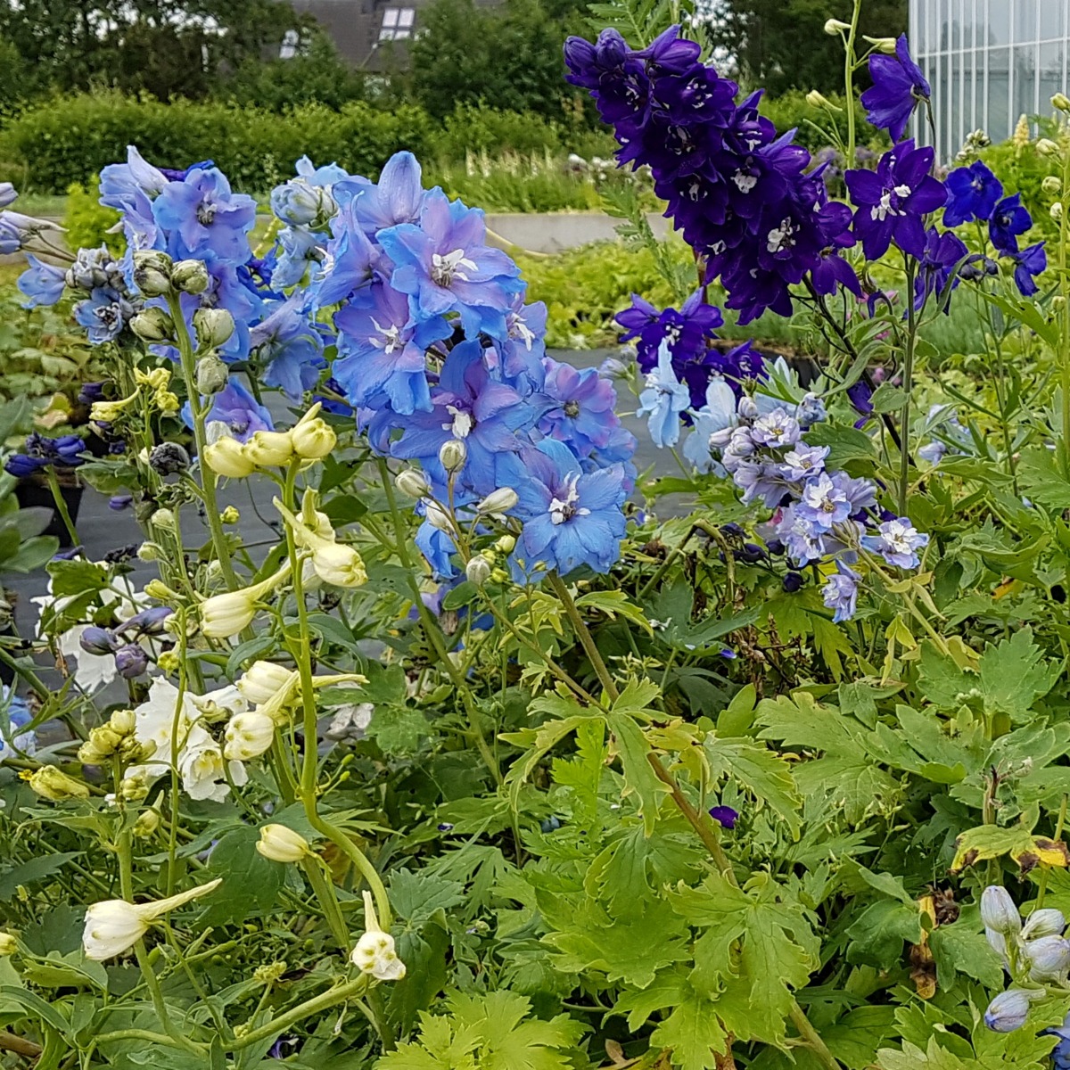 10 Pflanzen Rittersporn (Delphinium) Mix | Lichtnelke Pflanzenversand