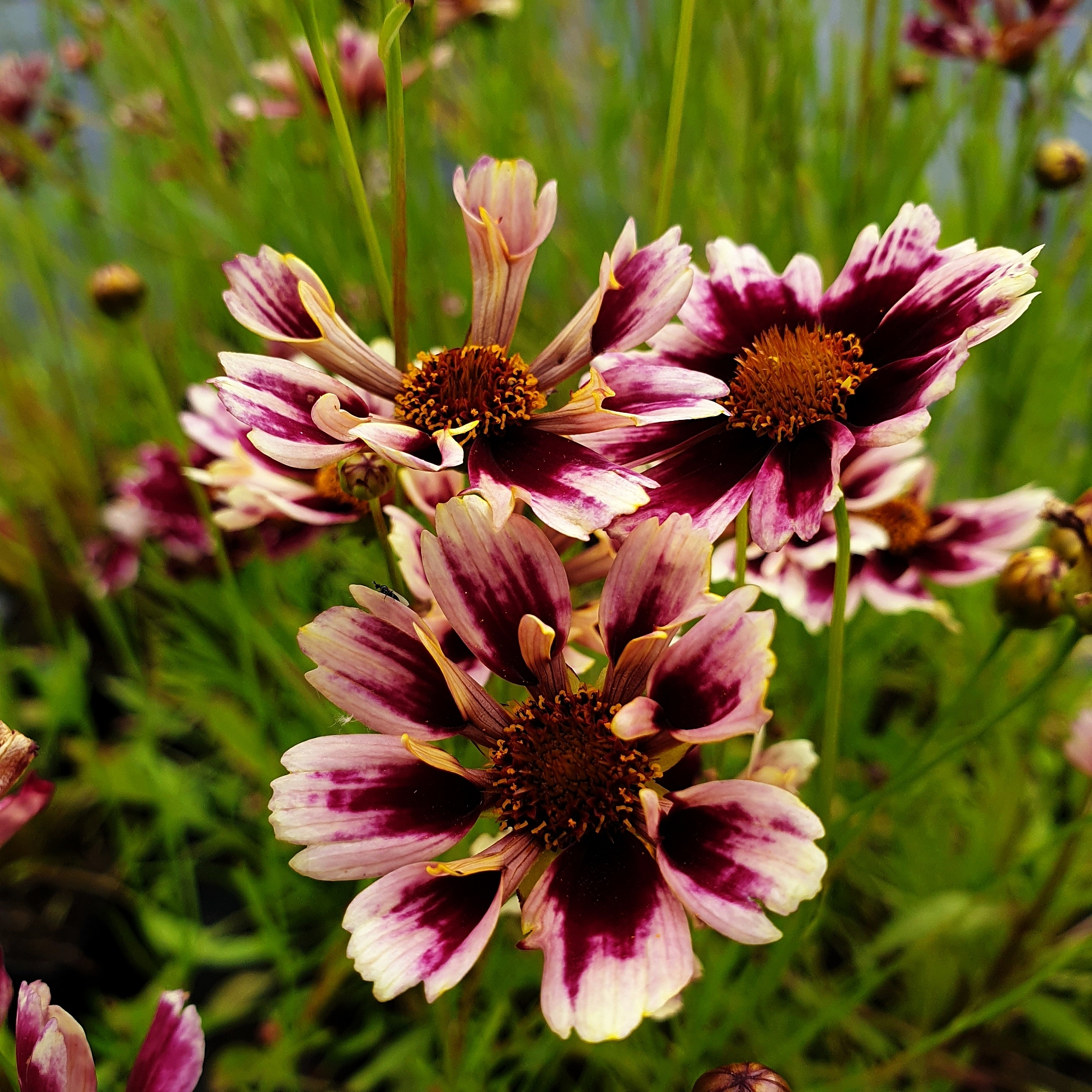 Mädchenauge (Coreopsis verticillata) Ruby Frost | Lichtnelke ...