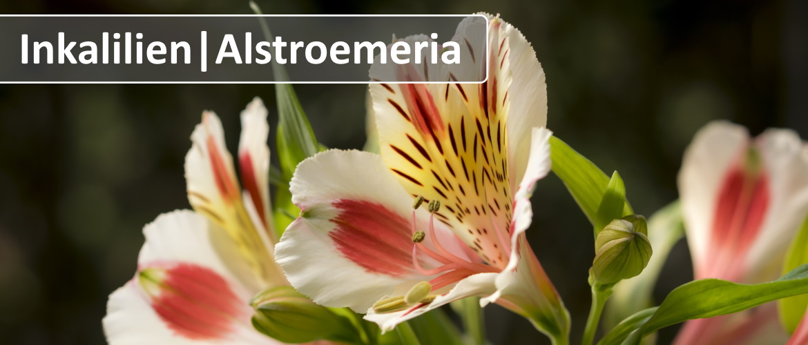Inkalilien (Alstroemeria) | Lichtnelke Pflanzenversand