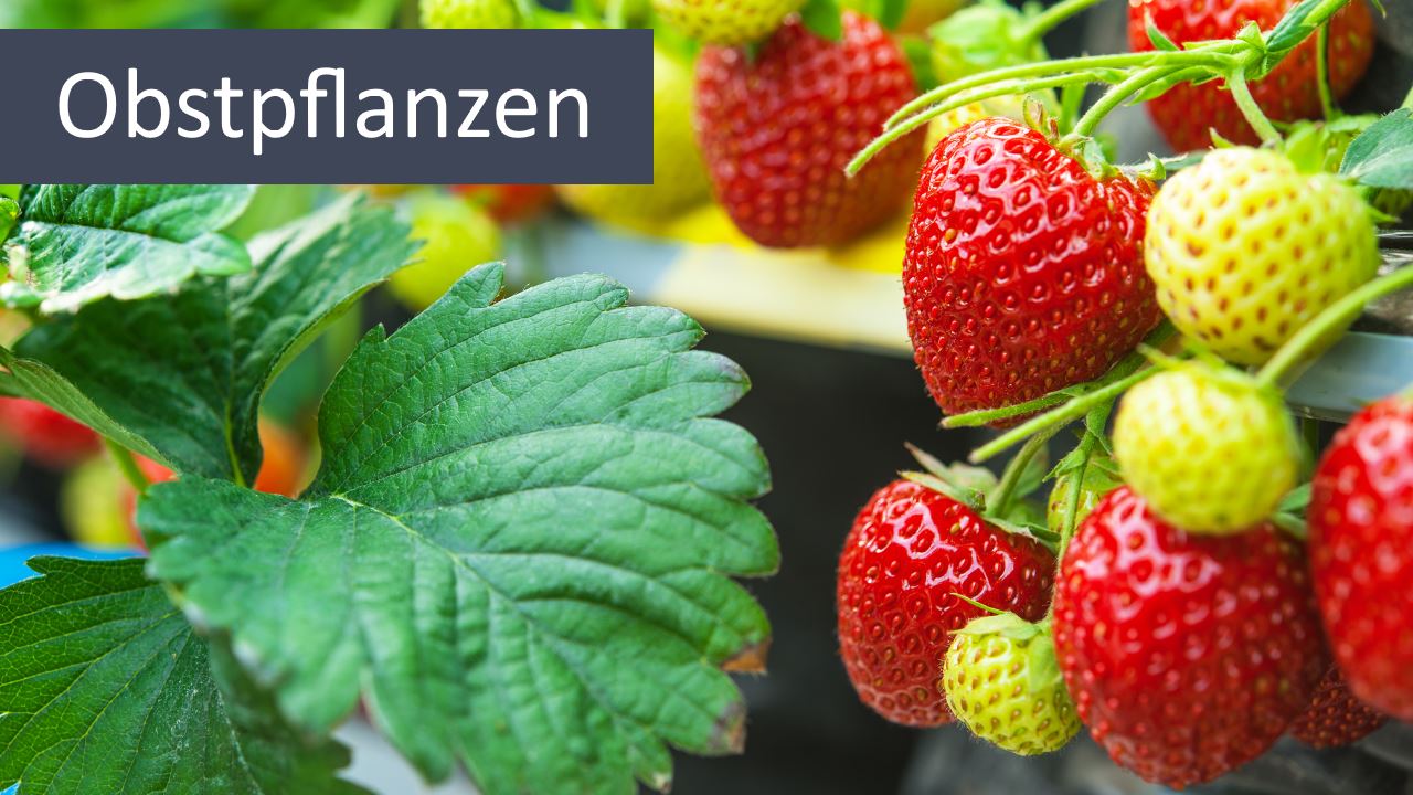 Obstpflanzen